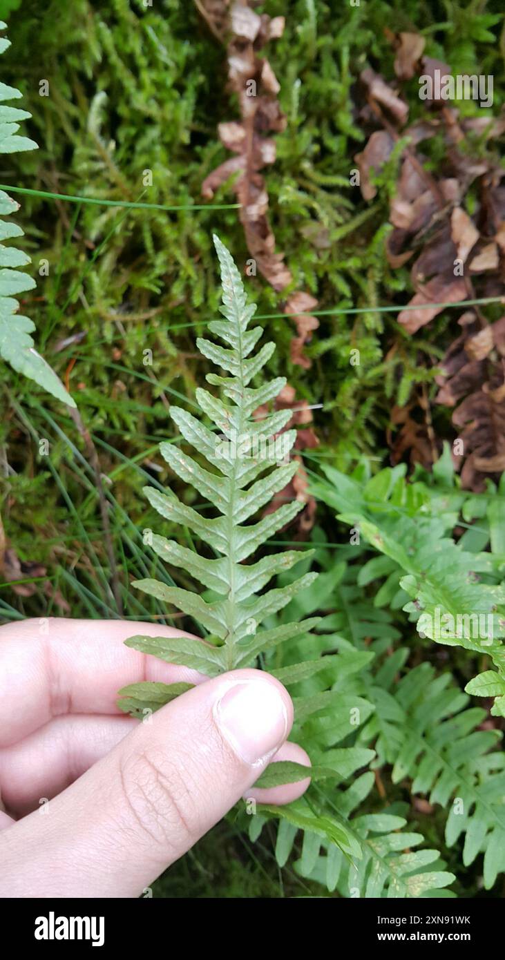 common polypody (Polypodium vulgare) Plantae Stock Photo - Alamy