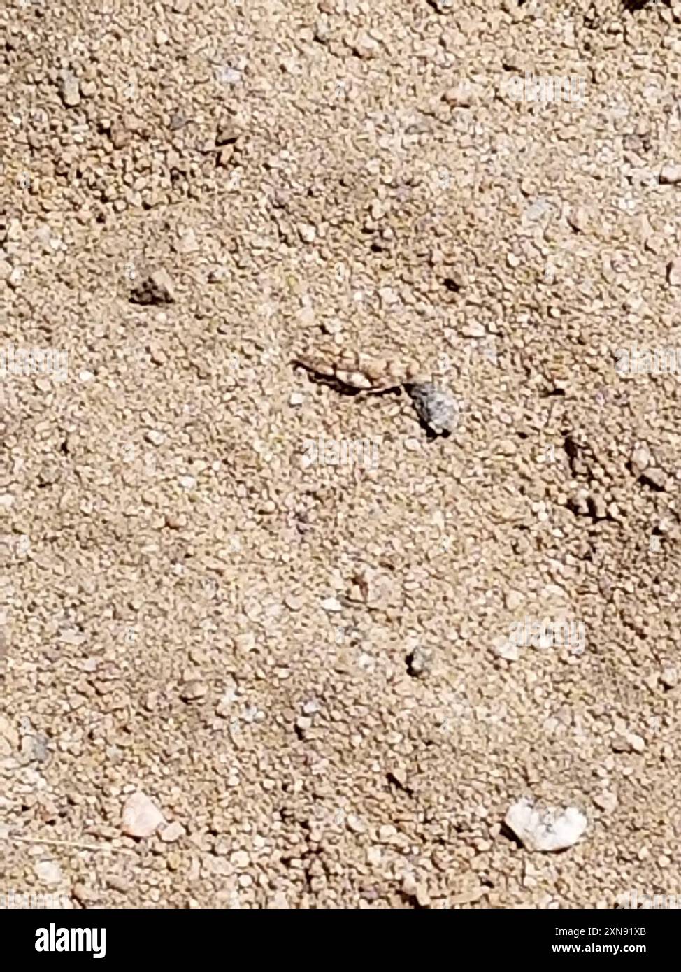 Cream Grasshopper (Cibolacris parviceps) Insecta Stock Photo - Alamy