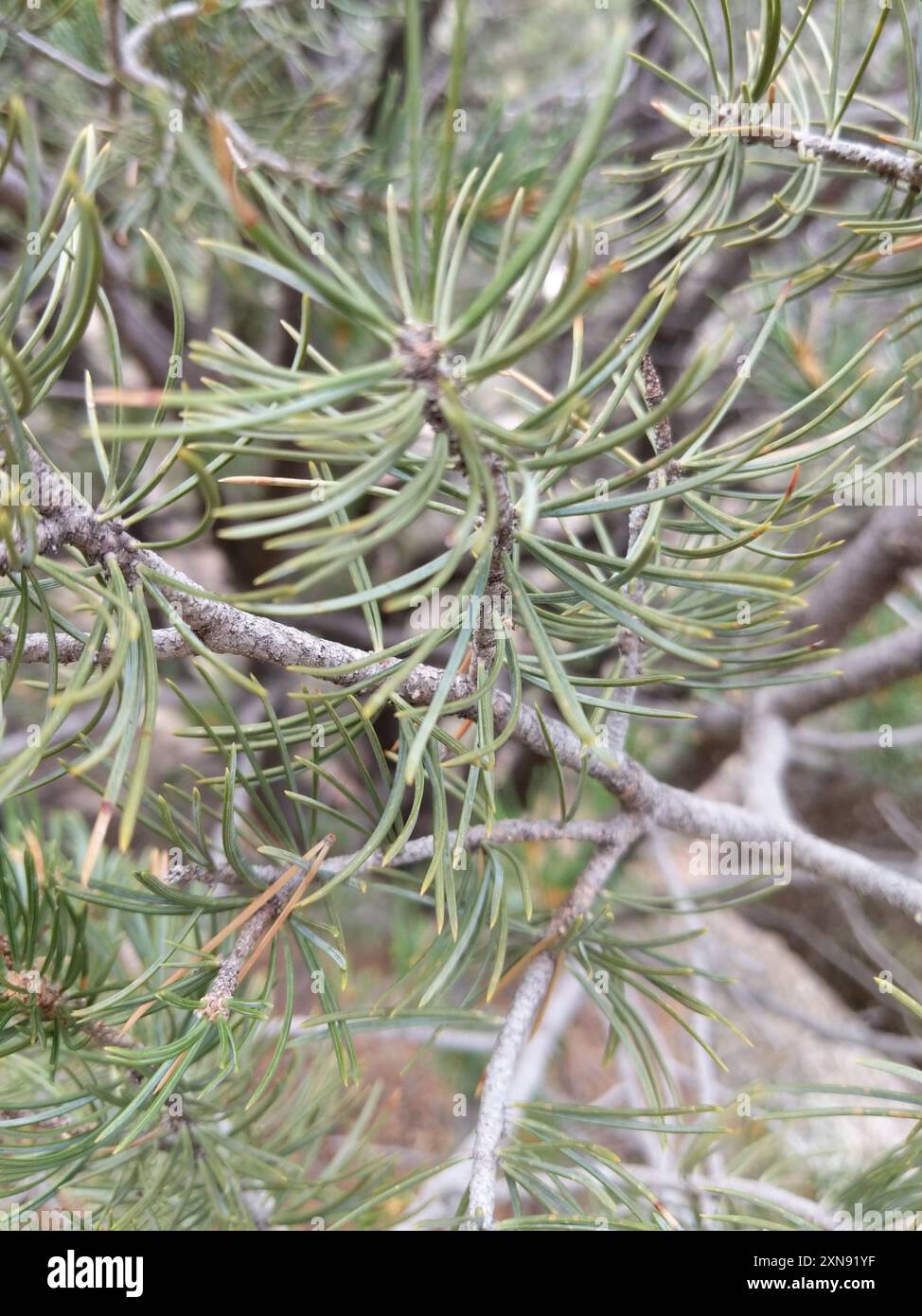 Colorado Pinyon (Pinus edulis) Plantae Stock Photo - Alamy