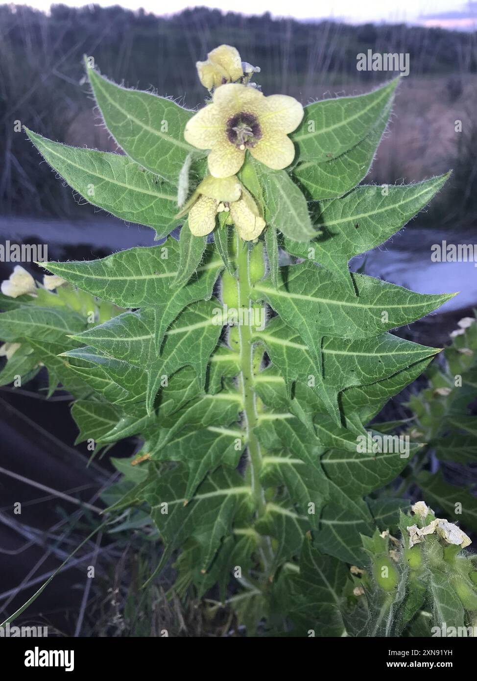 black henbane (Hyoscyamus niger) Plantae Stock Photo - Alamy