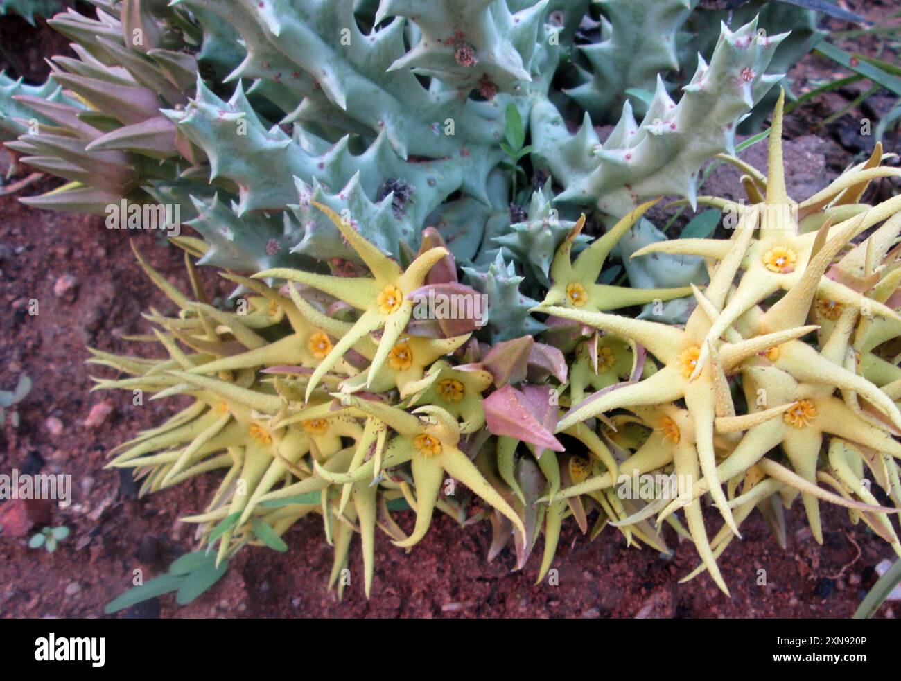 (Orbea lutea lutea) Plantae Stock Photo - Alamy