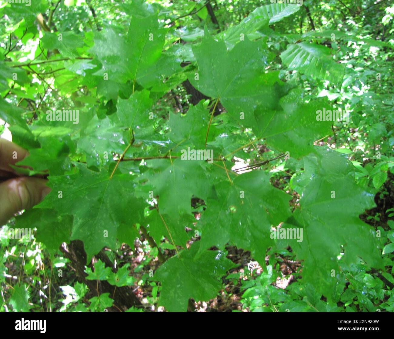 chalk maple (Acer leucoderme) Plantae Stock Photo - Alamy