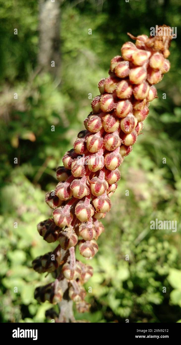 woodland pinedrops (Pterospora andromedea) Plantae Stock Photo - Alamy