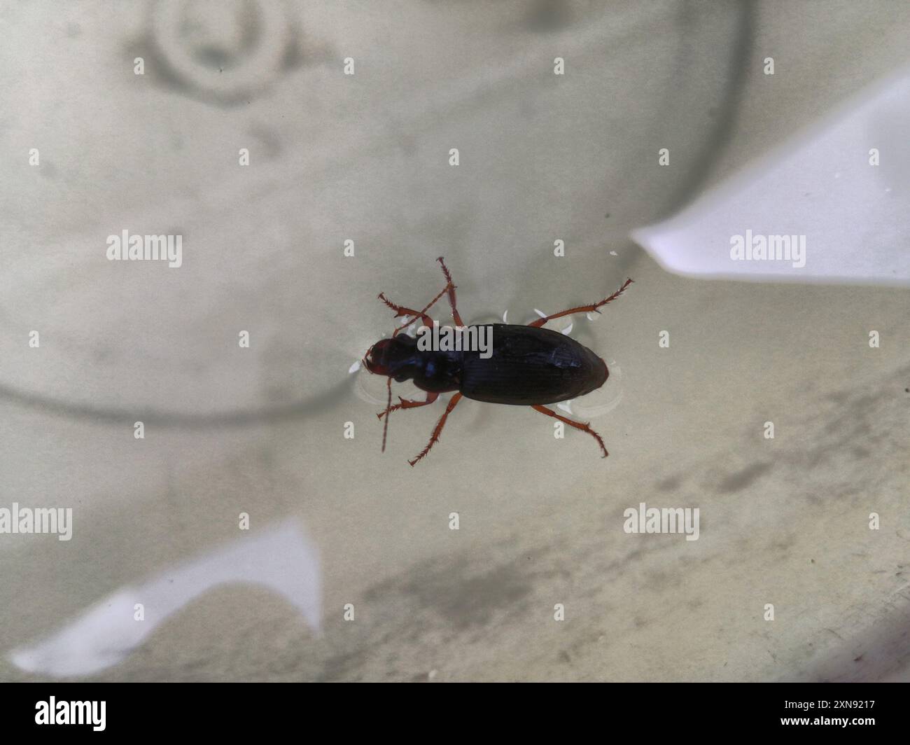 Strawberry Seed Beetle (Harpalus rufipes) Insecta Stock Photo - Alamy
