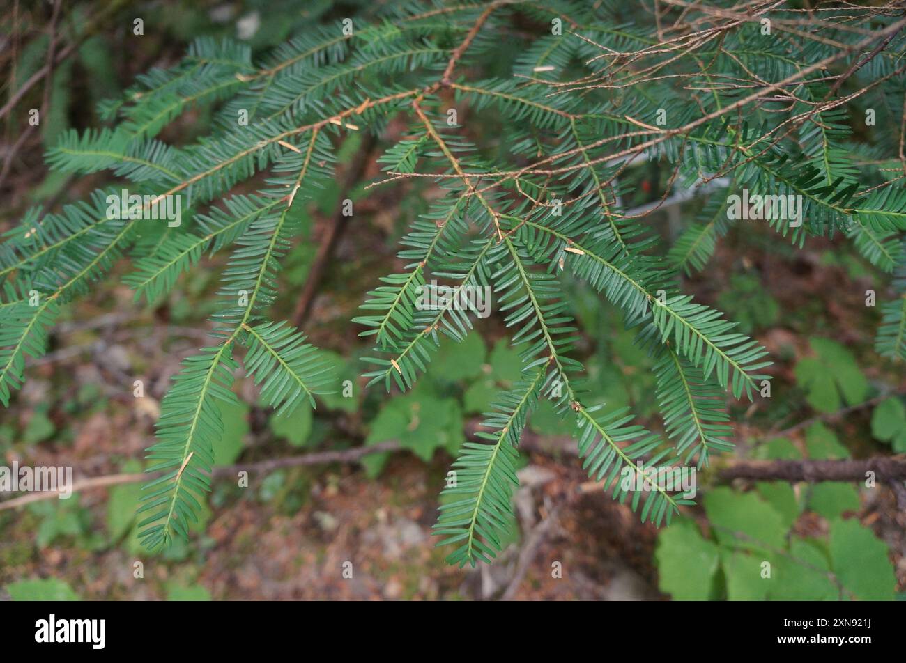 Pacific yew (Taxus brevifolia) Plantae Stock Photo - Alamy