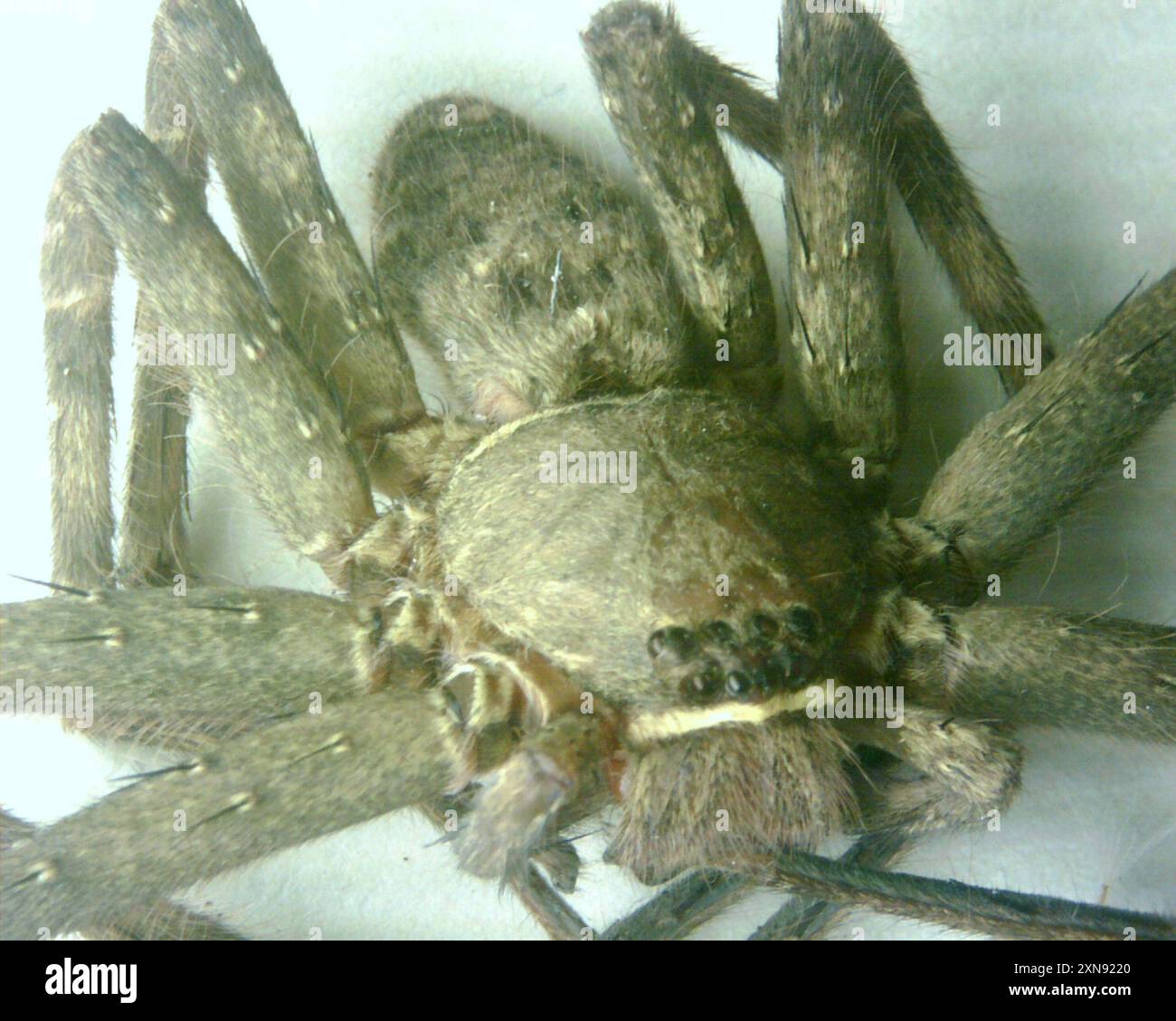 Pantropical Huntsman Spider (Heteropoda venatoria) Arachnida Stock ...