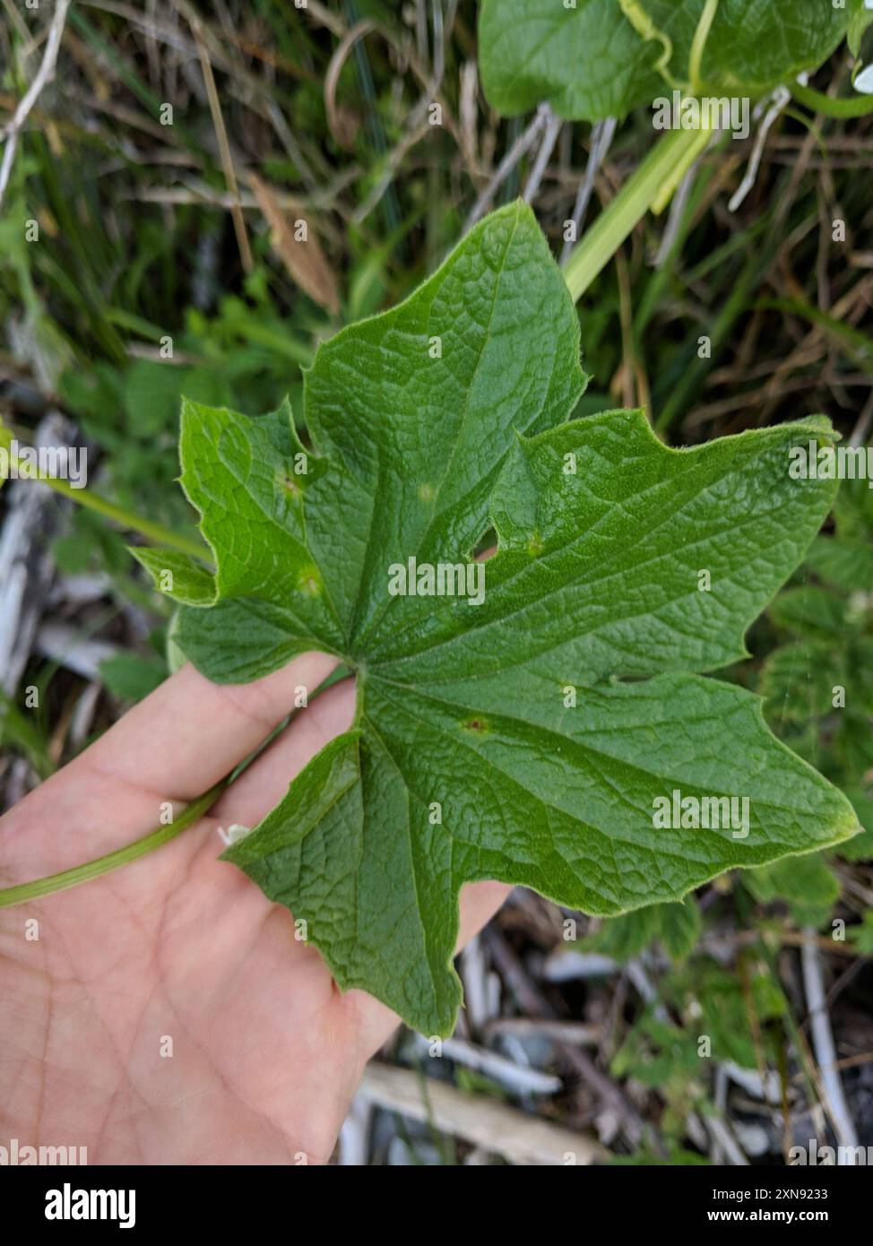 coastal manroot (Marah oregana) Plantae Stock Photo - Alamy