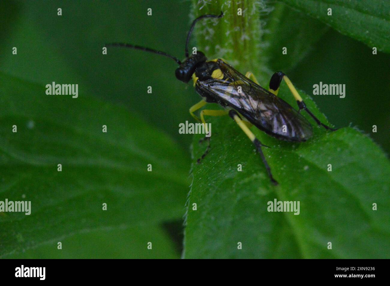 Common Sawflies (Tenthredinidae) Insecta Stock Photo - Alamy