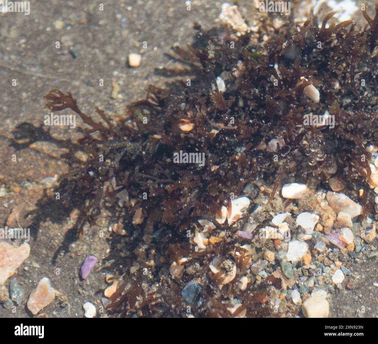 red algae (Rhodophyta) Plantae Stock Photo - Alamy