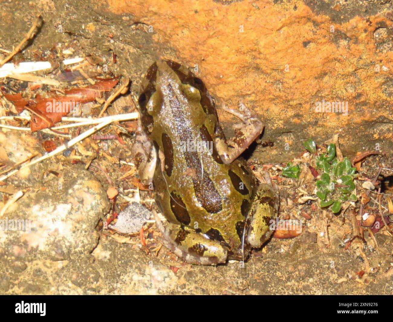 Senegal Running Frog (Kassina senegalensis) Amphibia Stock Photo - Alamy