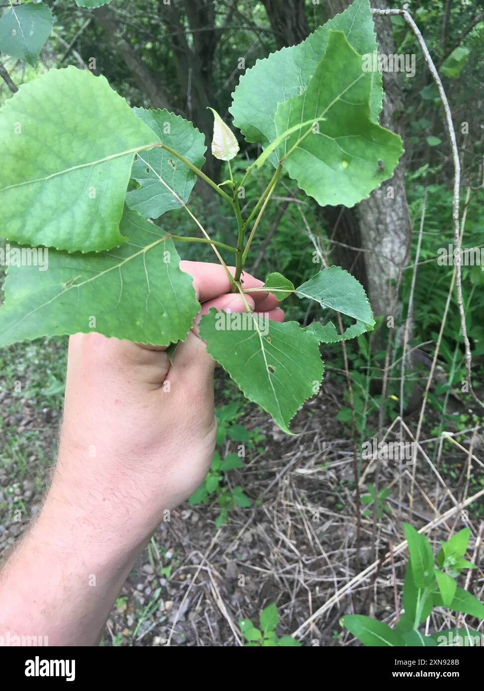 Eastern Cottonwood (Populus deltoides) Plantae Stock Photo - Alamy