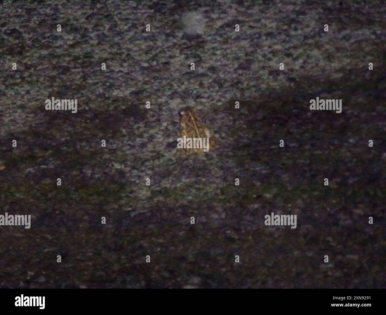 North American Toads (Anaxyrus) Amphibia Stock Photo - Alamy