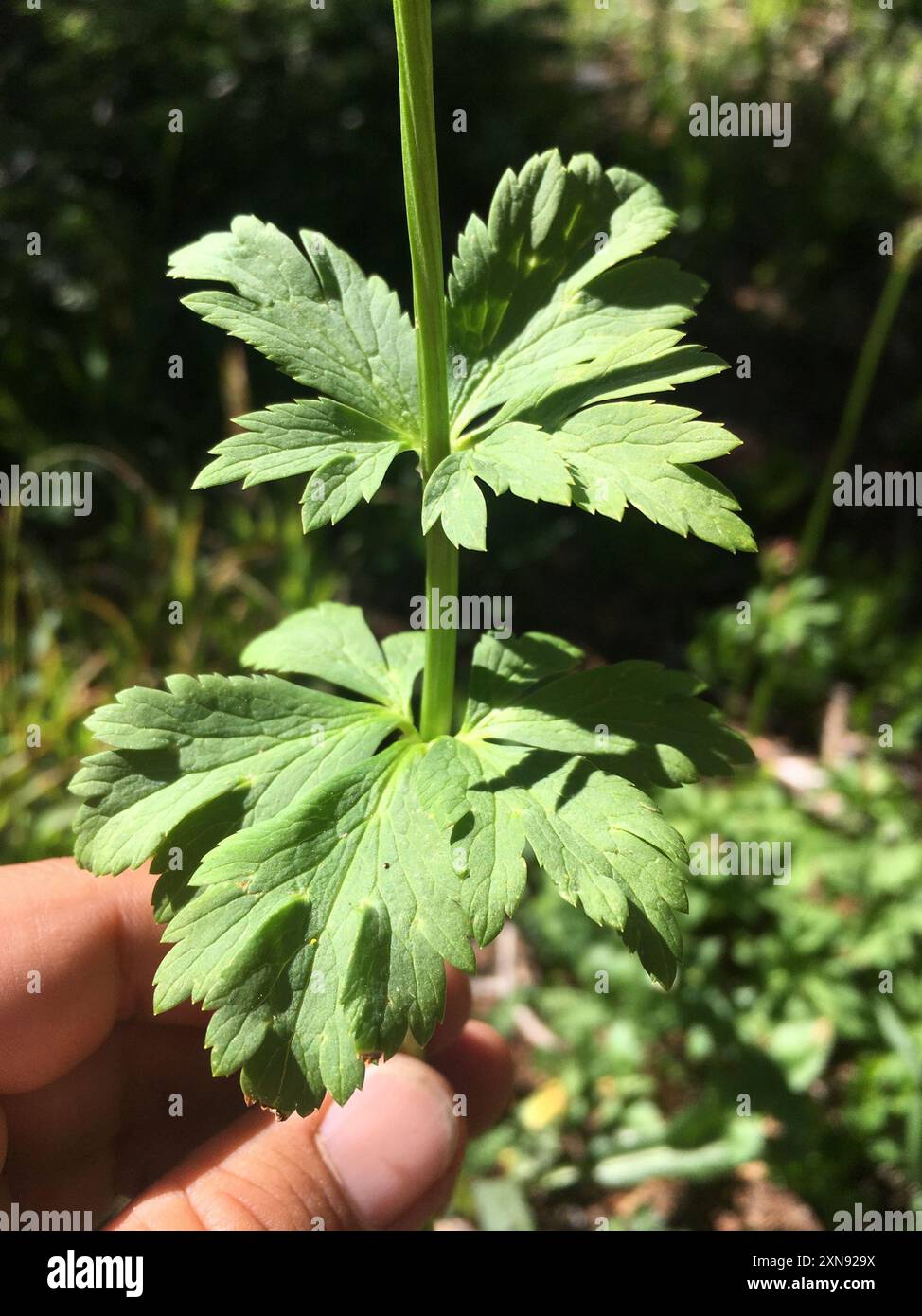 White Globeflower (Trollius laxus albiflorus) Plantae Stock Photo - Alamy