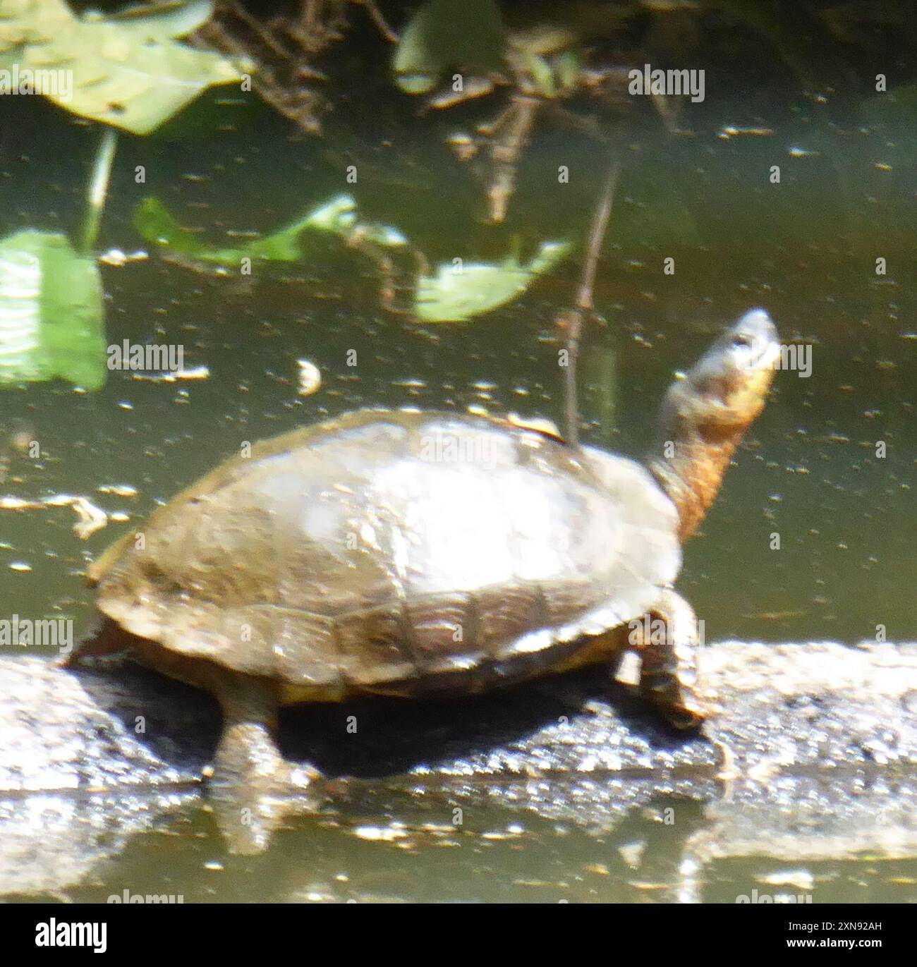 Black River Turtle (Rhinoclemmys funerea) Reptilia Stock Photo - Alamy