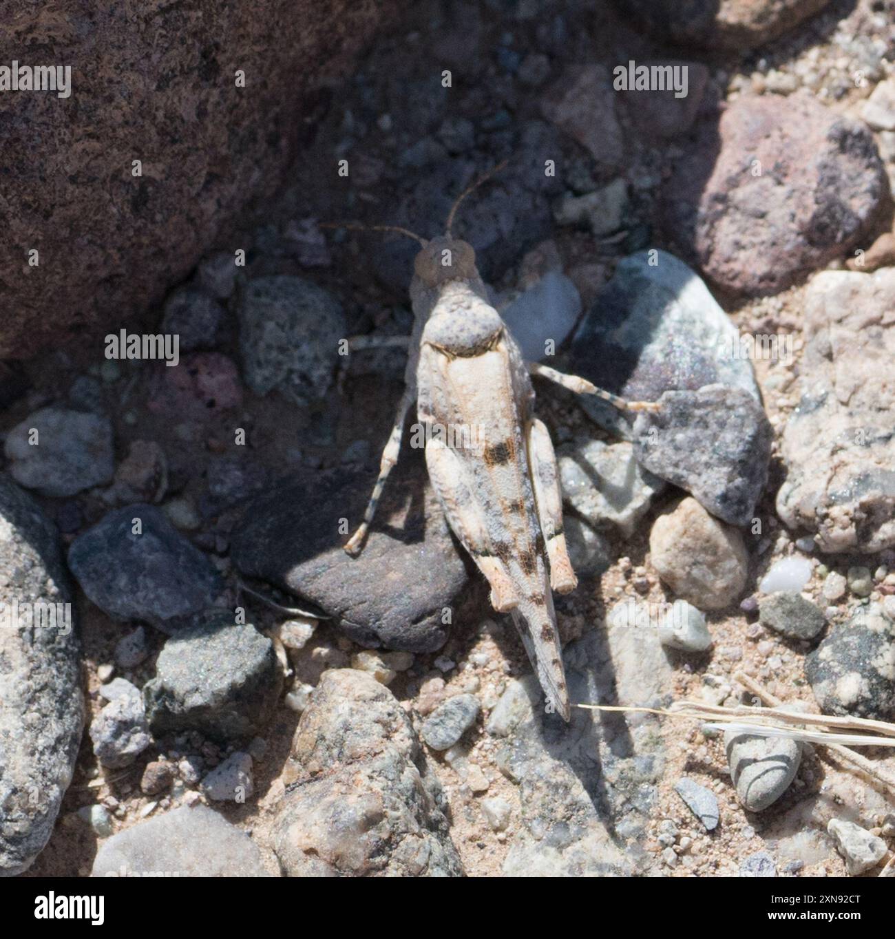 Cream Grasshopper (Cibolacris parviceps) Insecta Stock Photo - Alamy