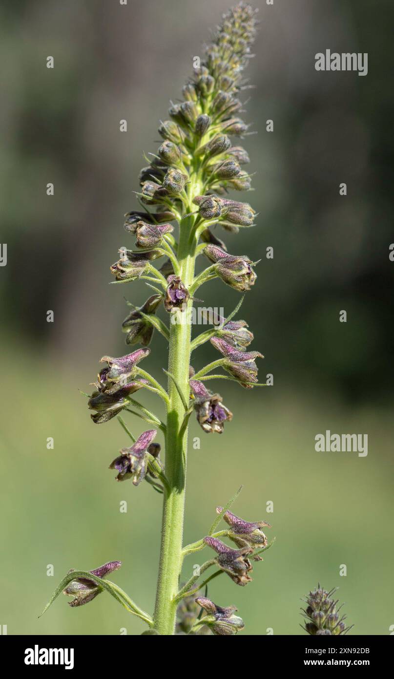 Sapello Canyon larkspur (Delphinium sapellonis) Plantae Stock Photo - Alamy