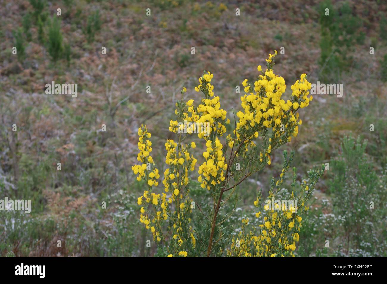 Vlei Honeybush (Cyclopia subternata) Plantae Stock Photo - Alamy