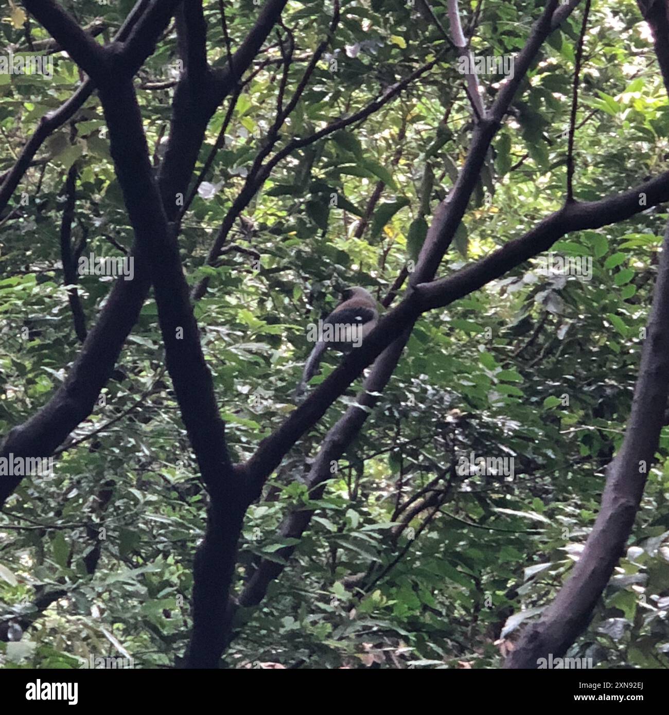 Gray Treepie (Dendrocitta formosae) Aves Stock Photo - Alamy