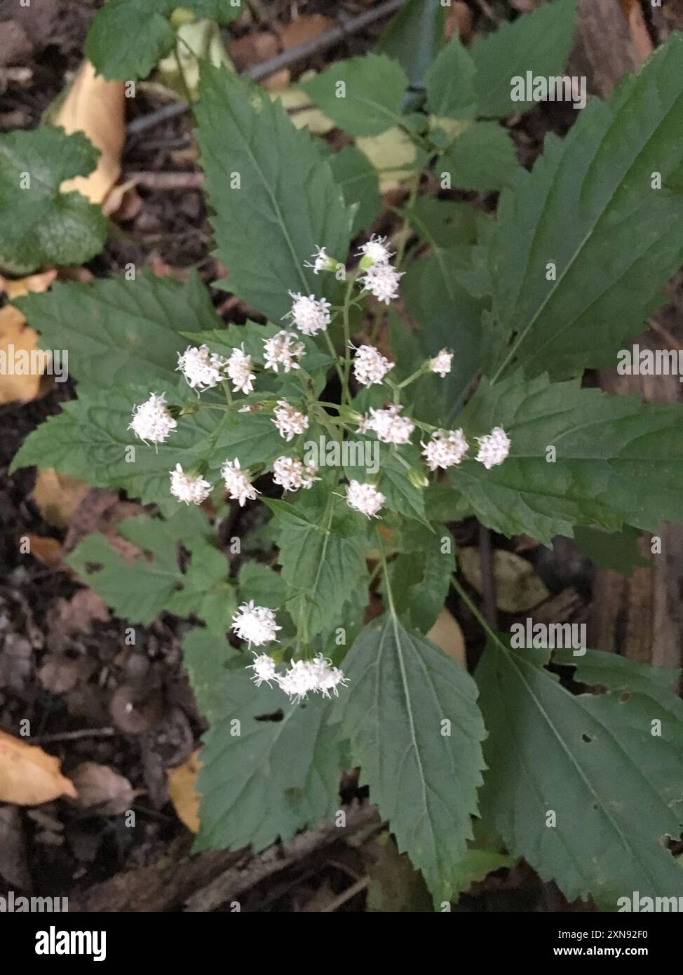 white snakeroot (Ageratina altissima) Plantae Stock Photo - Alamy