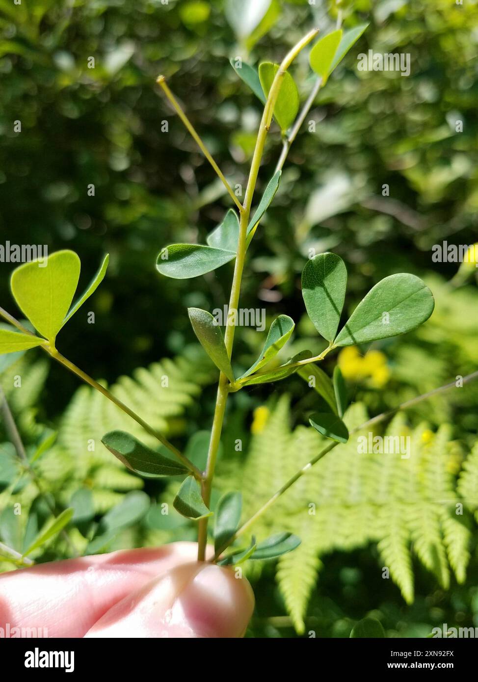 eastern wild indigo (Baptisia tinctoria) Plantae Stock Photo - Alamy