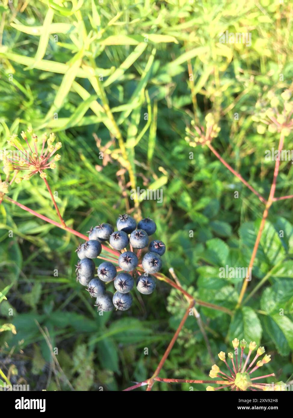 bristly sarsaparilla (Aralia hispida) Plantae Stock Photo - Alamy