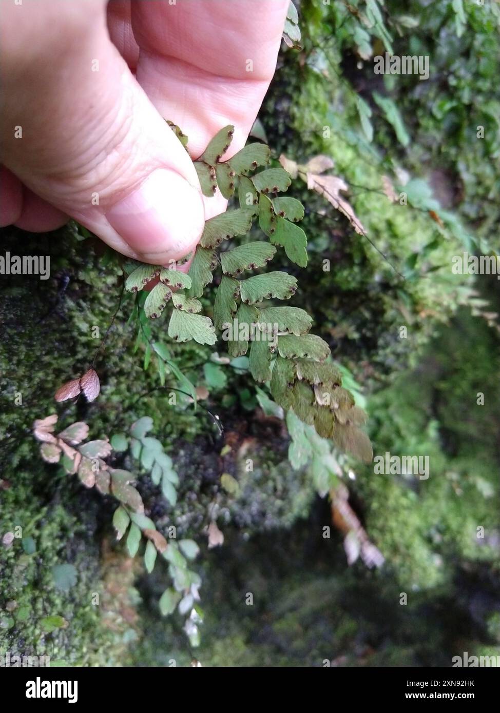 Cunningham's maidenhair (Adiantum cunninghamii) Plantae Stock Photo - Alamy