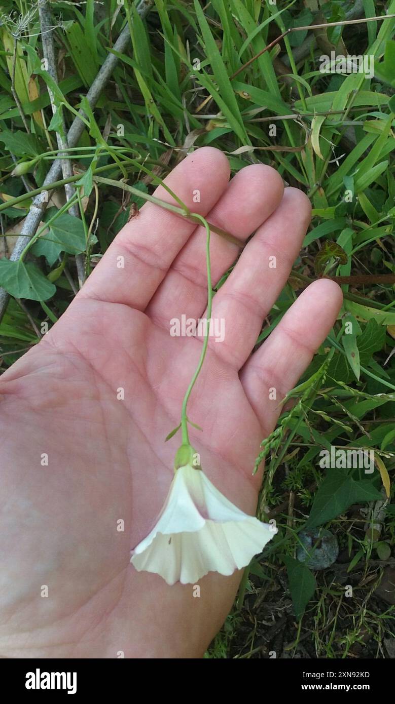 Pacific false bindweed (Calystegia purpurata purpurata) Plantae Stock ...