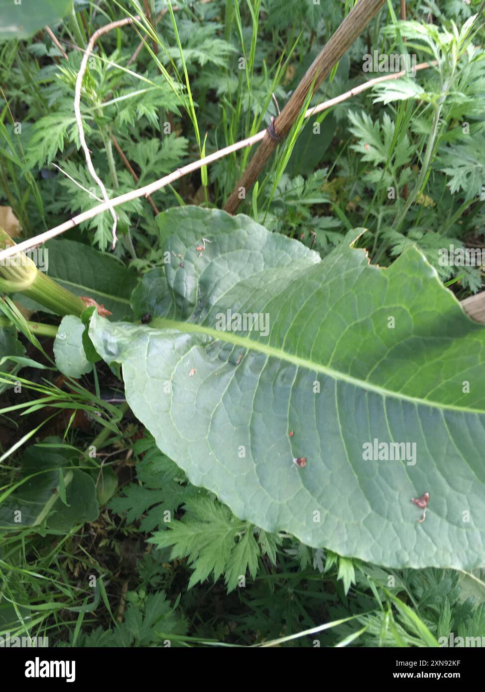 Patience Dock (Rumex patientia) Plantae Stock Photo - Alamy
