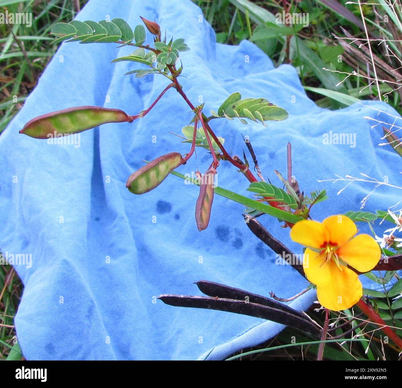 partridge pea (Chamaecrista fasciculata) Plantae Stock Photo - Alamy