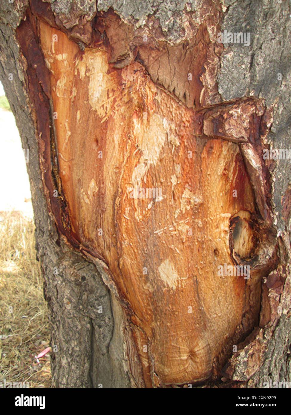wild syringa (Burkea africana) Plantae Stock Photo - Alamy