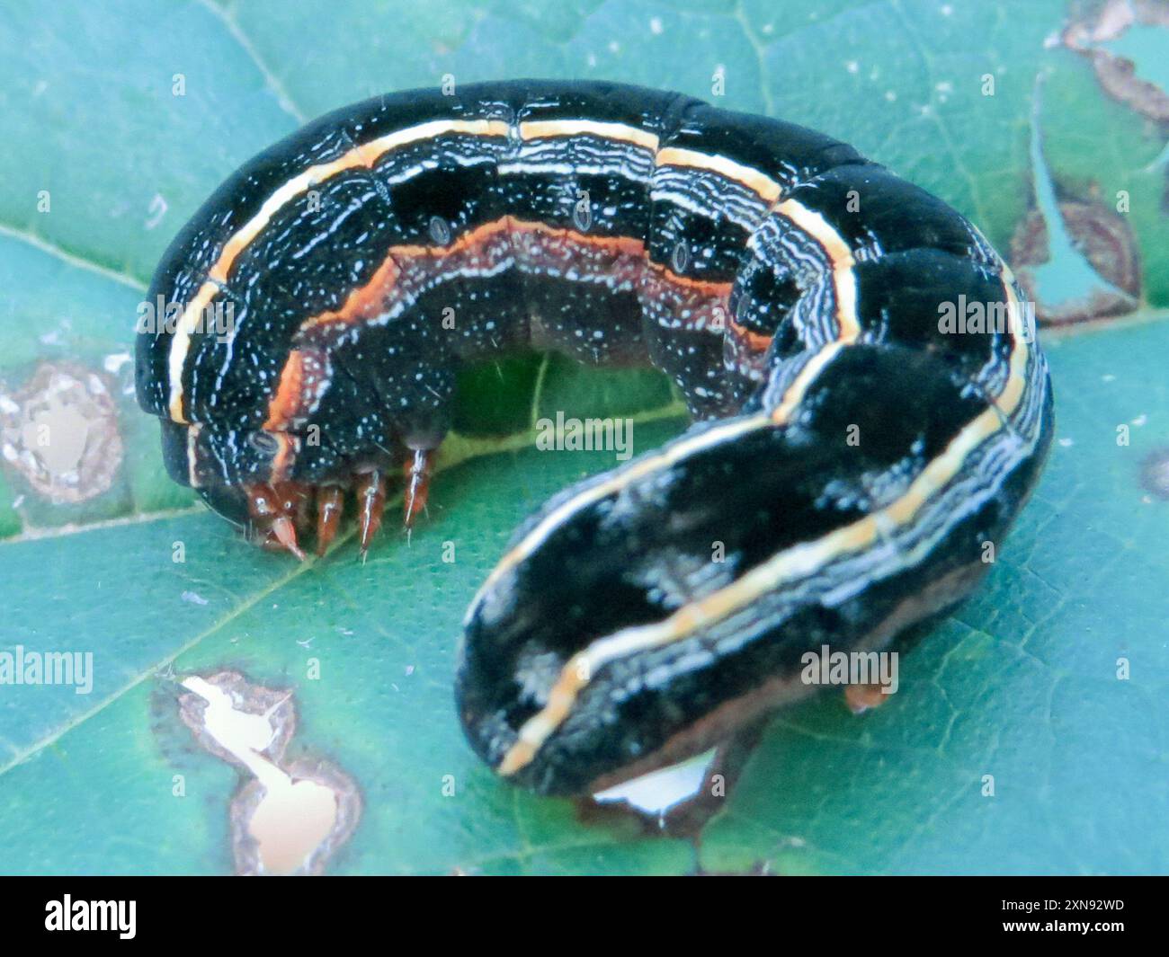 Yellow-striped Armyworm Moth (Spodoptera ornithogalli) Insecta Stock ...