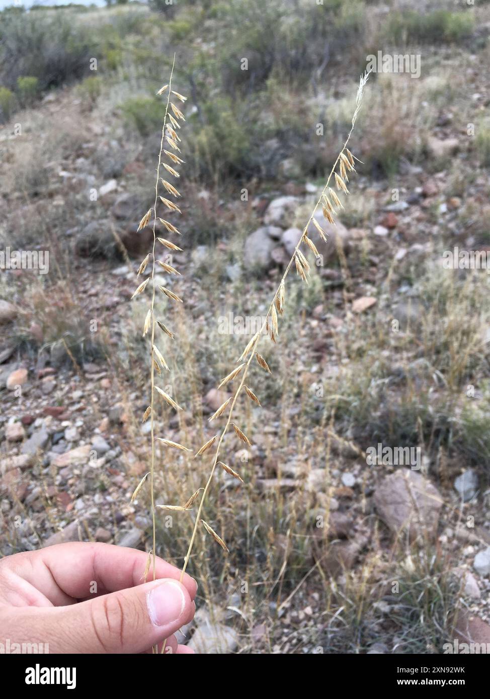 Sideoats Grama (Bouteloua curtipendula) Plantae Stock Photo - Alamy