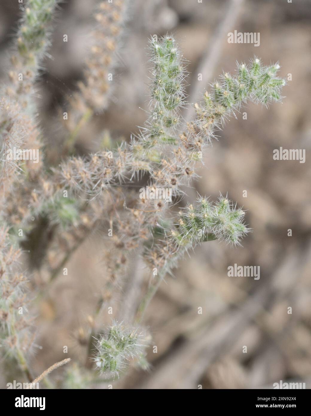 narrow-leaved cryptantha (Johnstonella angustifolia) Plantae Stock ...
