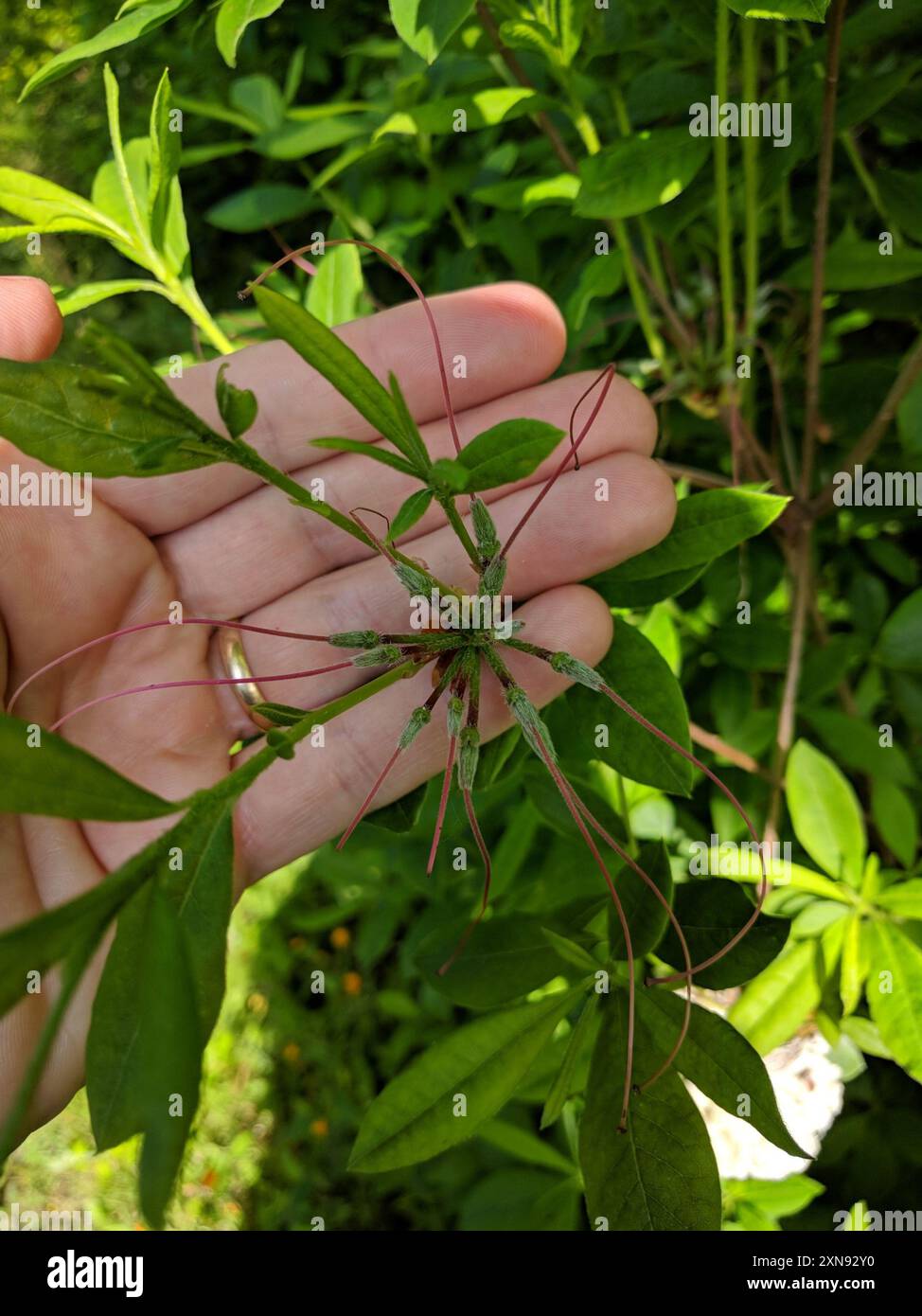 Pinxter Flower (Rhododendron periclymenoides) Plantae Stock Photo - Alamy