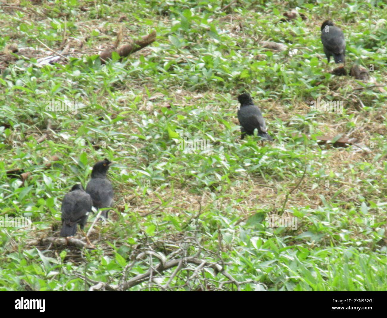 Crested Myna (Acridotheres cristatellus) Aves Stock Photo - Alamy