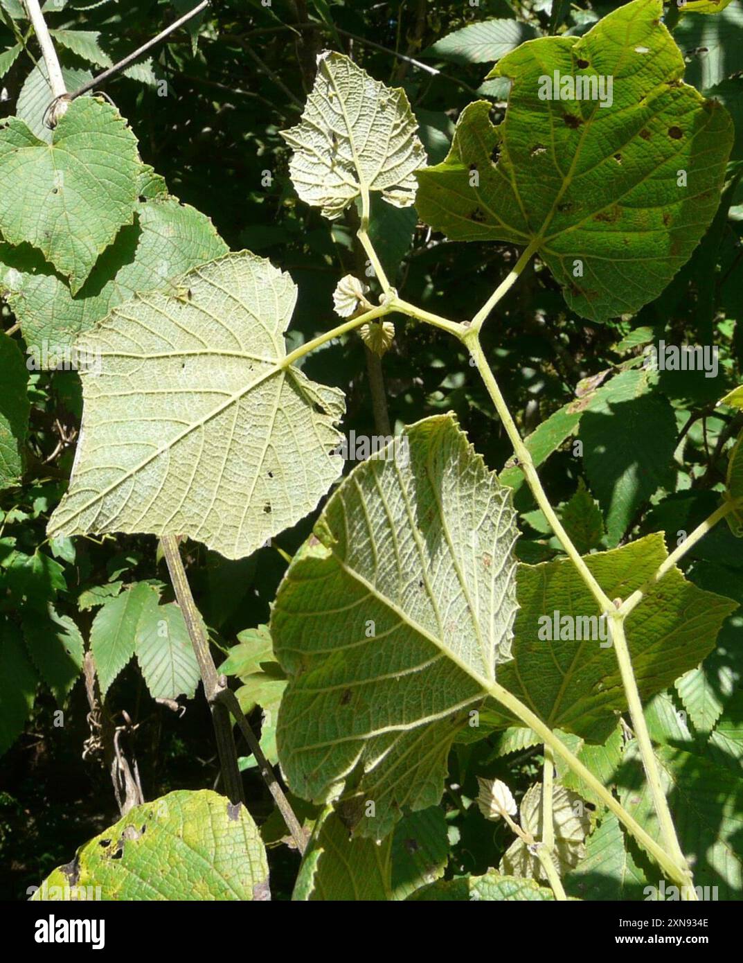 frost grape (Vitis vulpina) Plantae Stock Photo - Alamy