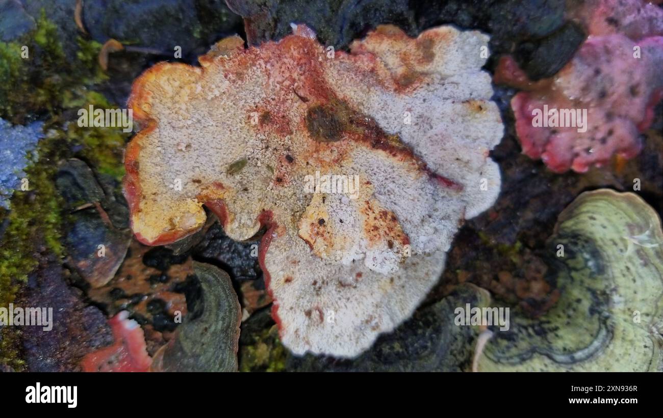 Coral pink merulius hi-res stock photography and images - Alamy