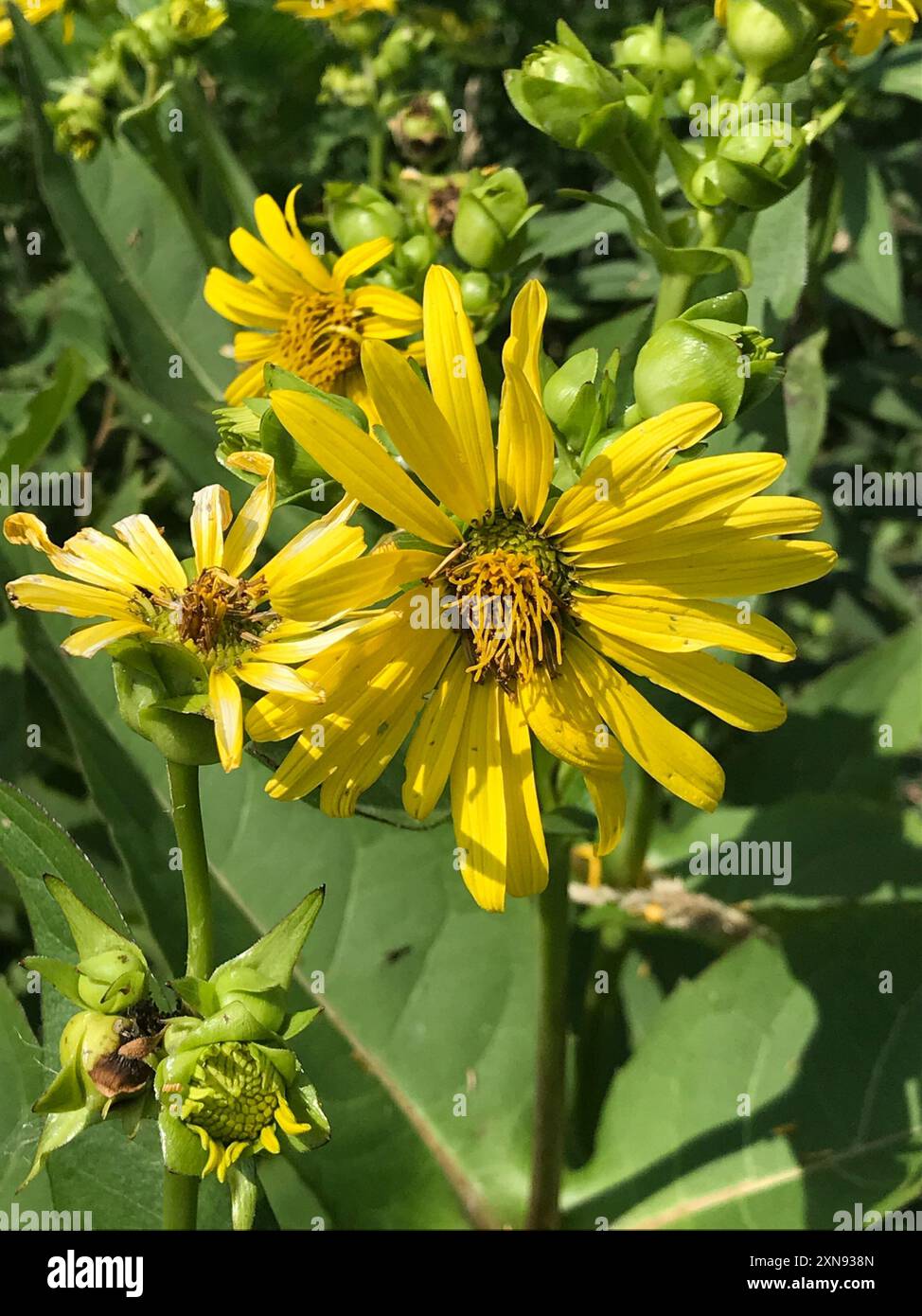 cup plant (Silphium perfoliatum) Plantae Stock Photo - Alamy
