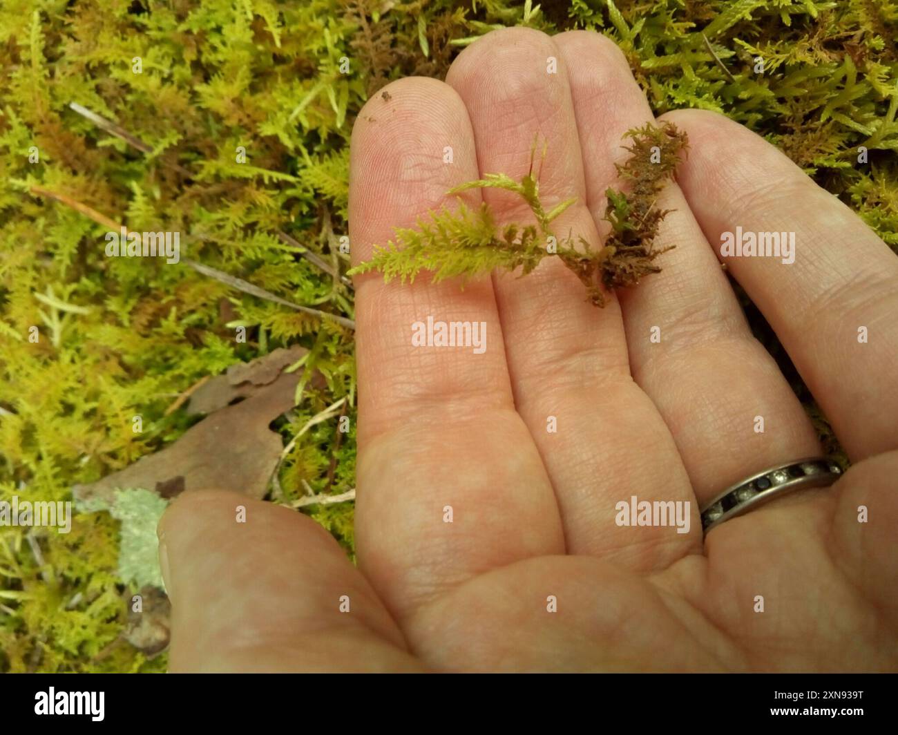 delicate fern moss (Thuidium delicatulum) Plantae Stock Photo - Alamy