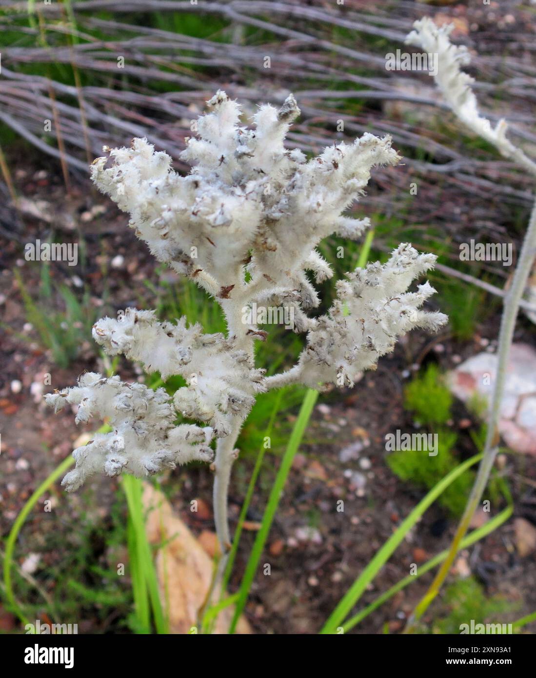 Lambstail (Lanaria lanata) Plantae Stock Photo - Alamy
