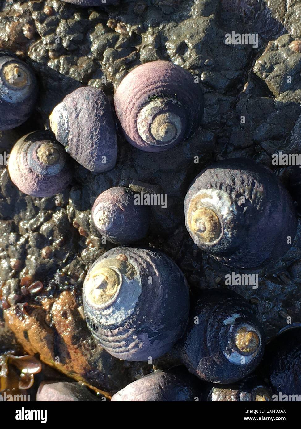 Black Tegula (Tegula funebralis) Mollusca Stock Photo - Alamy