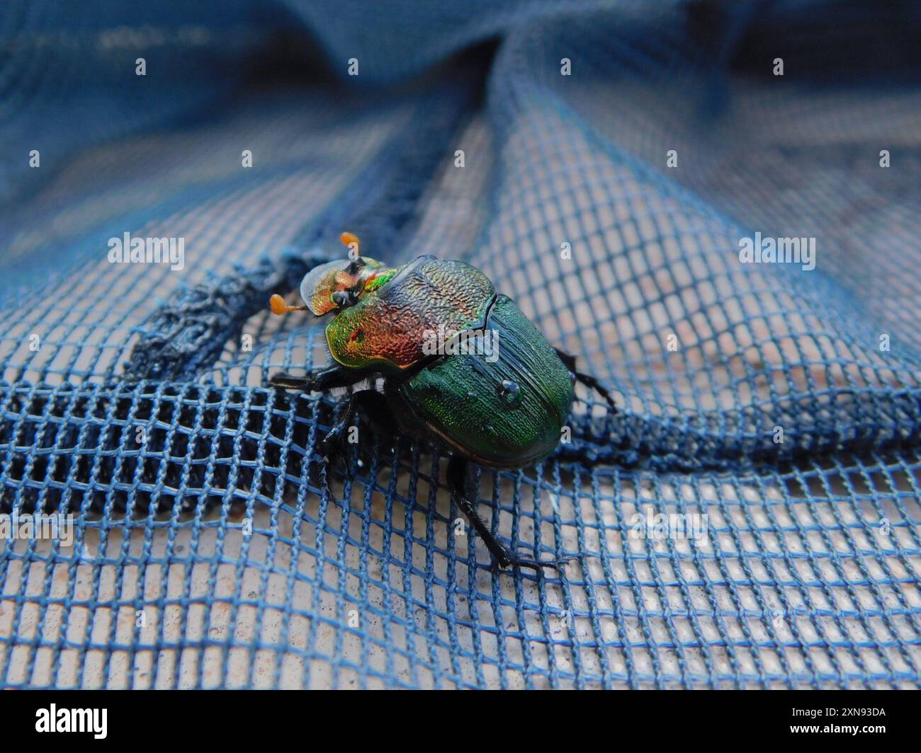 Rainbow scarab (phanaeus vindex) hi-res stock photography and images ...