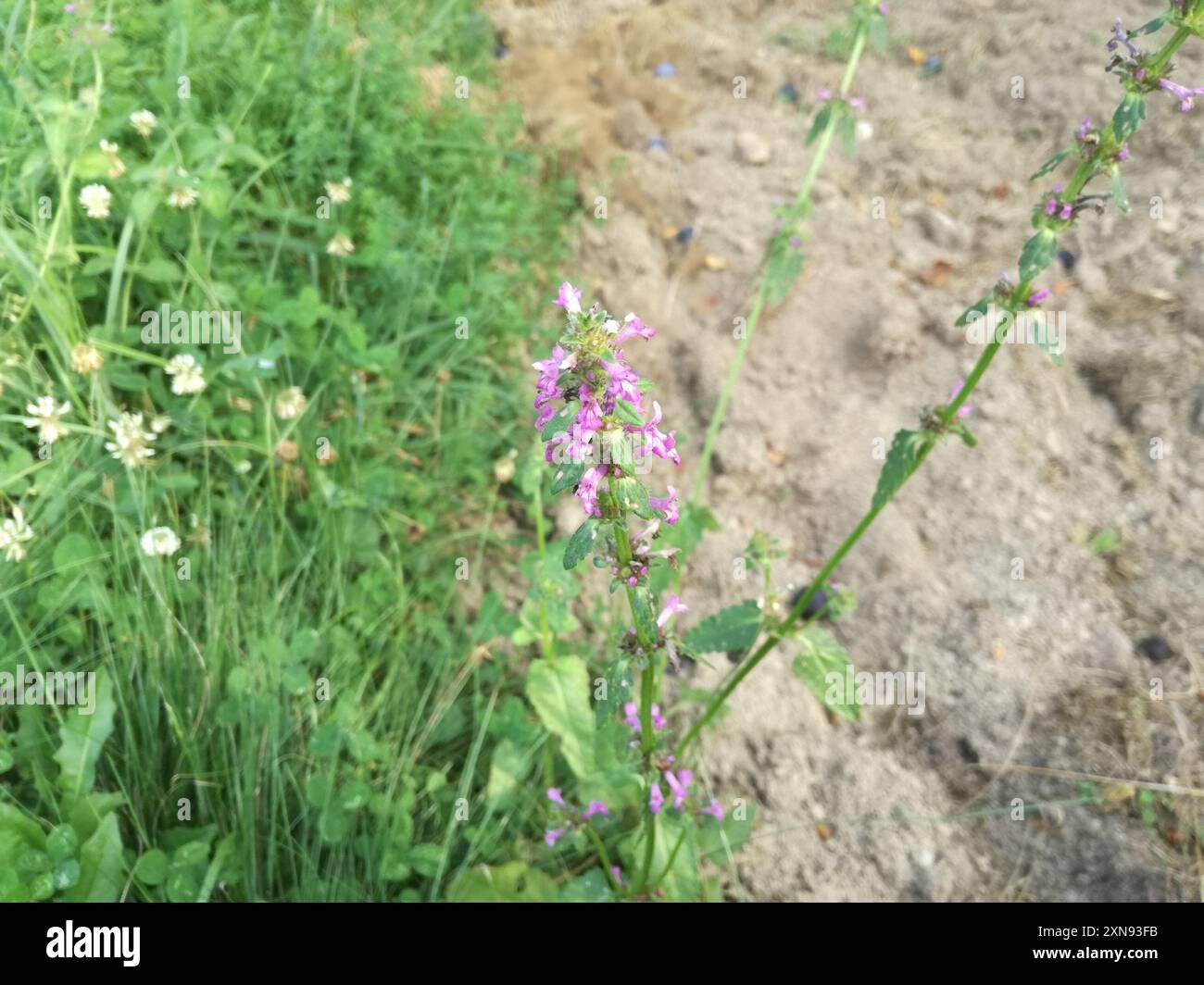 common hedge-nettle (Betonica officinalis) Plantae Stock Photo - Alamy