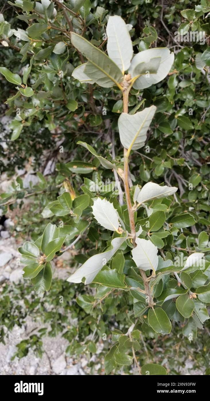 canyon live oak (Quercus chrysolepis) Plantae Stock Photo - Alamy