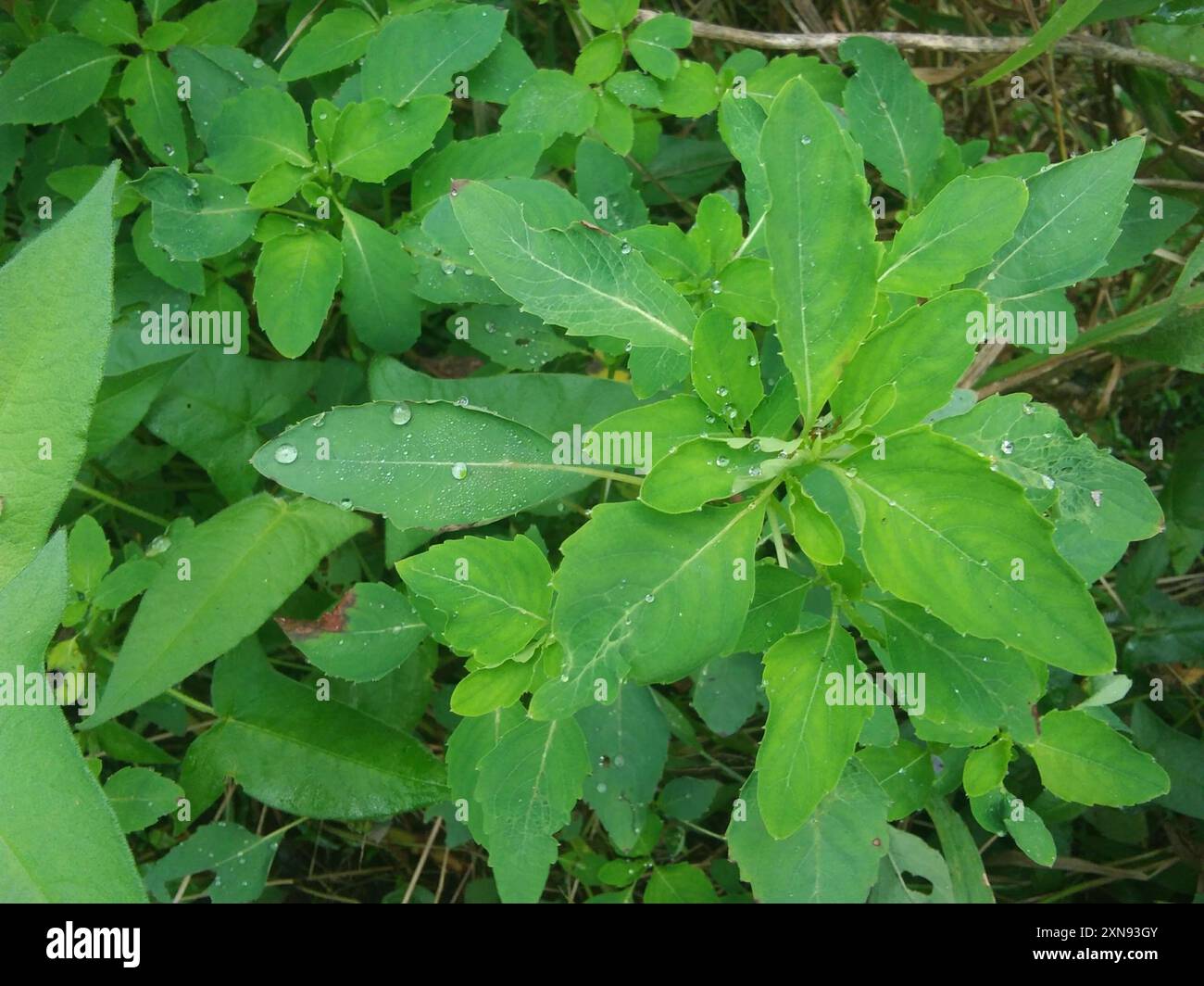 plants (Plantae) Plantae Stock Photo - Alamy