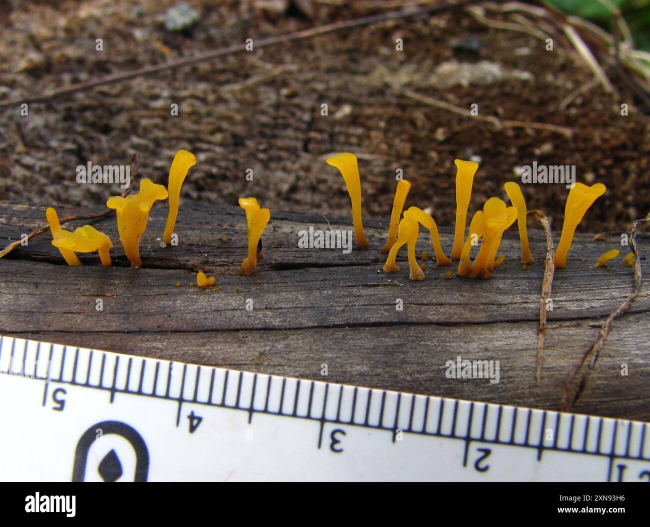 Fan shaped jelly fungi hi-res stock photography and images - Alamy