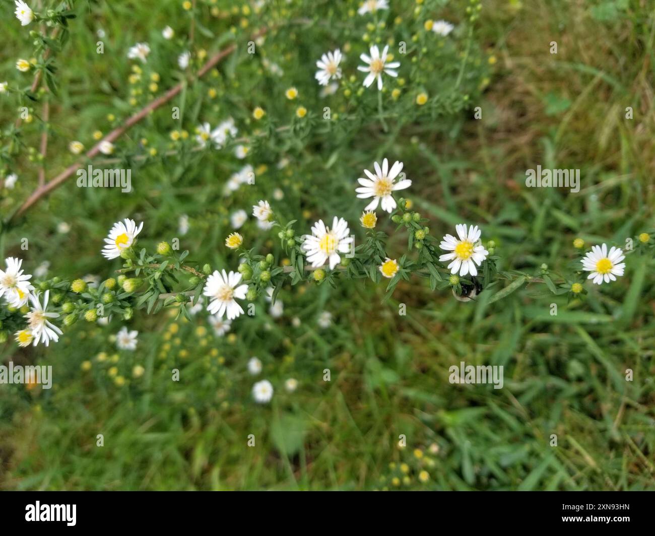 American asters (Symphyotrichum) Plantae Stock Photo - Alamy