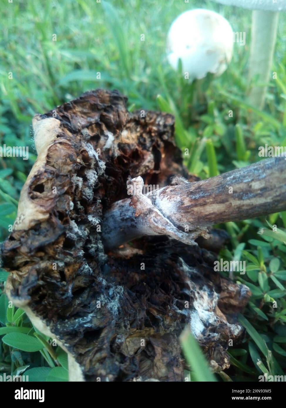 Hypomyces hi-res stock photography and images - Alamy