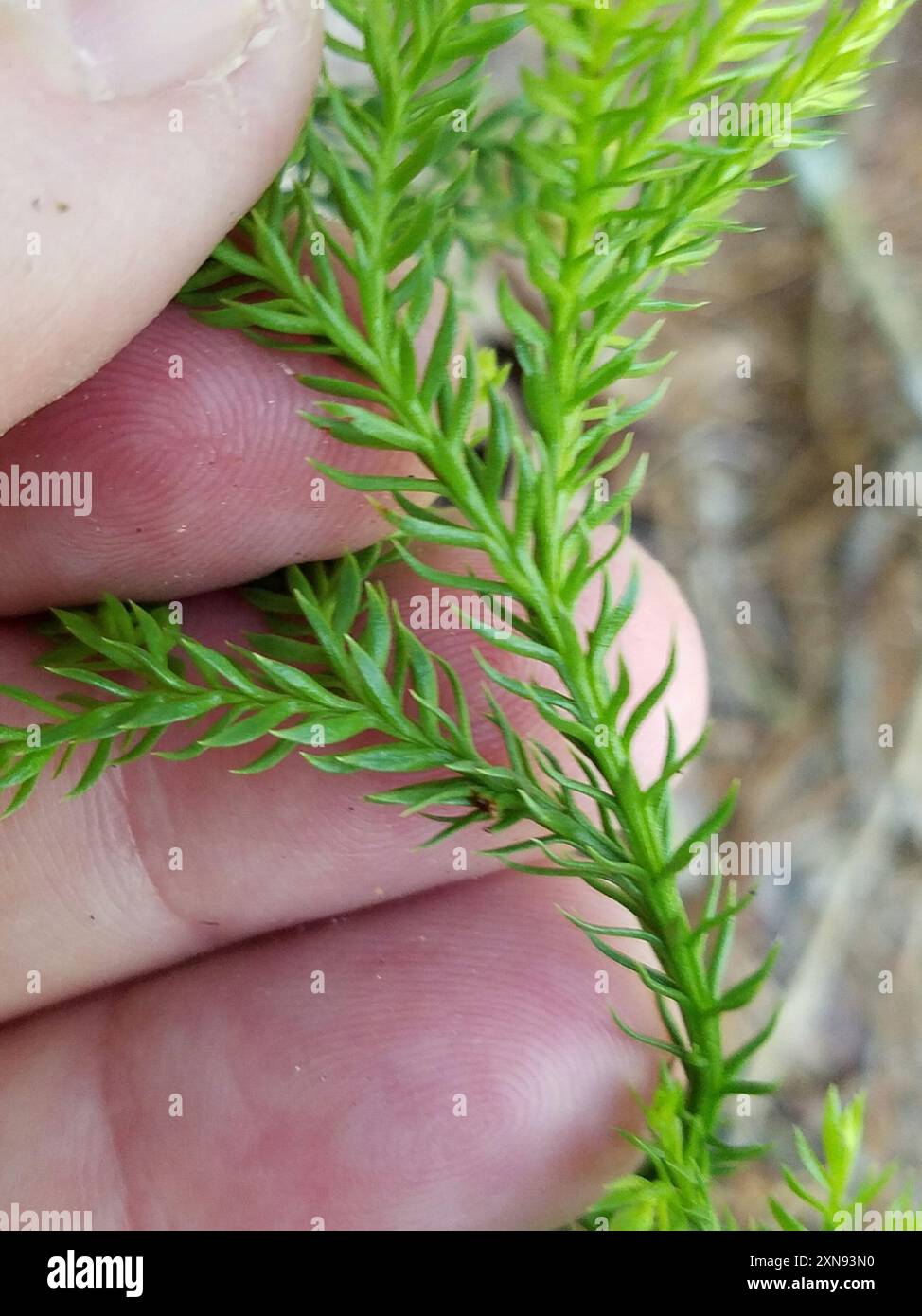 prickly tree-clubmoss (Dendrolycopodium dendroideum) Plantae Stock ...