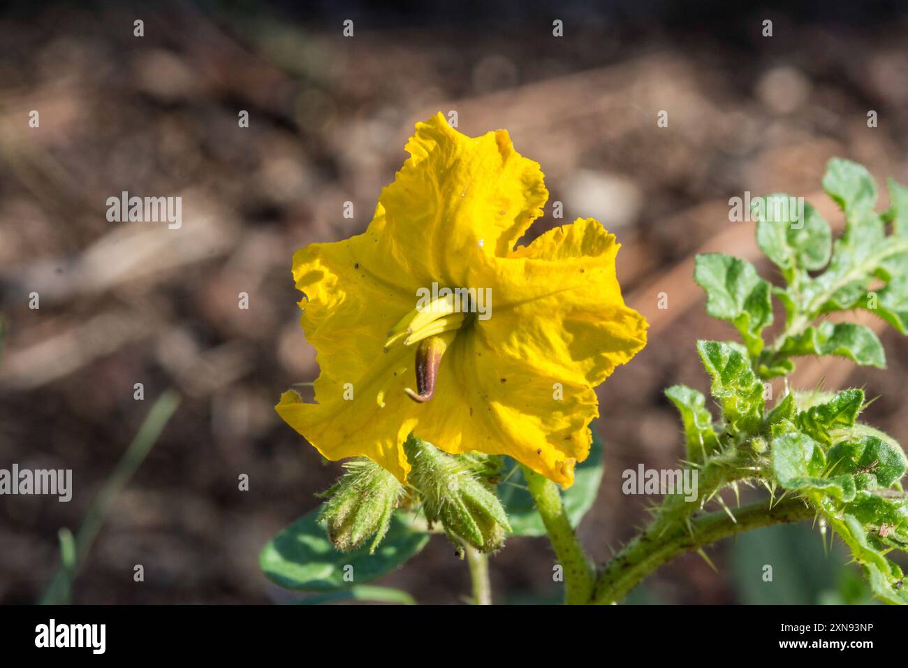 buffalo-bur (Solanum rostratum) Plantae Stock Photo - Alamy